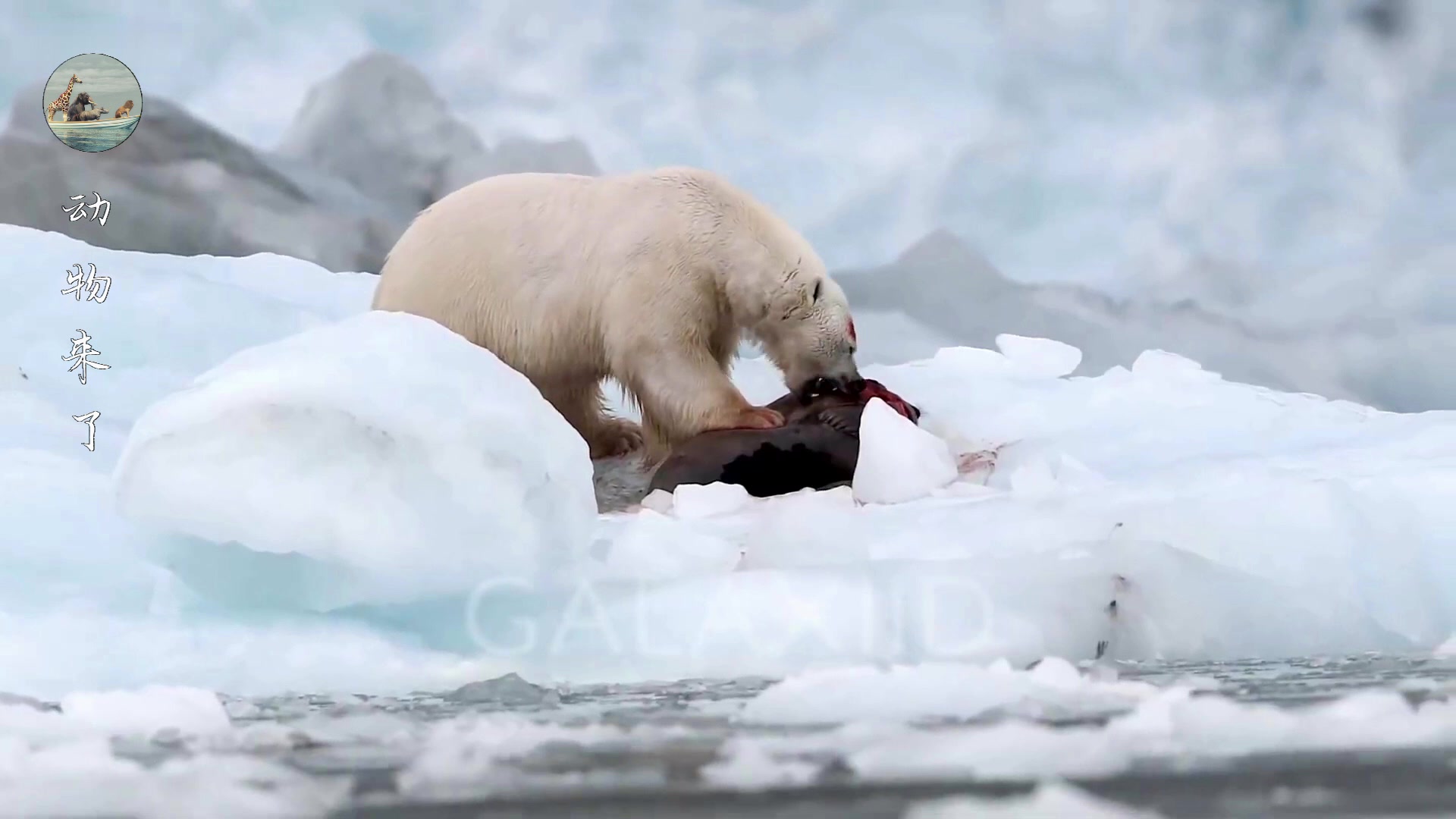 The polar overlord, polar bear, hunts seals, bites the seals in one ...