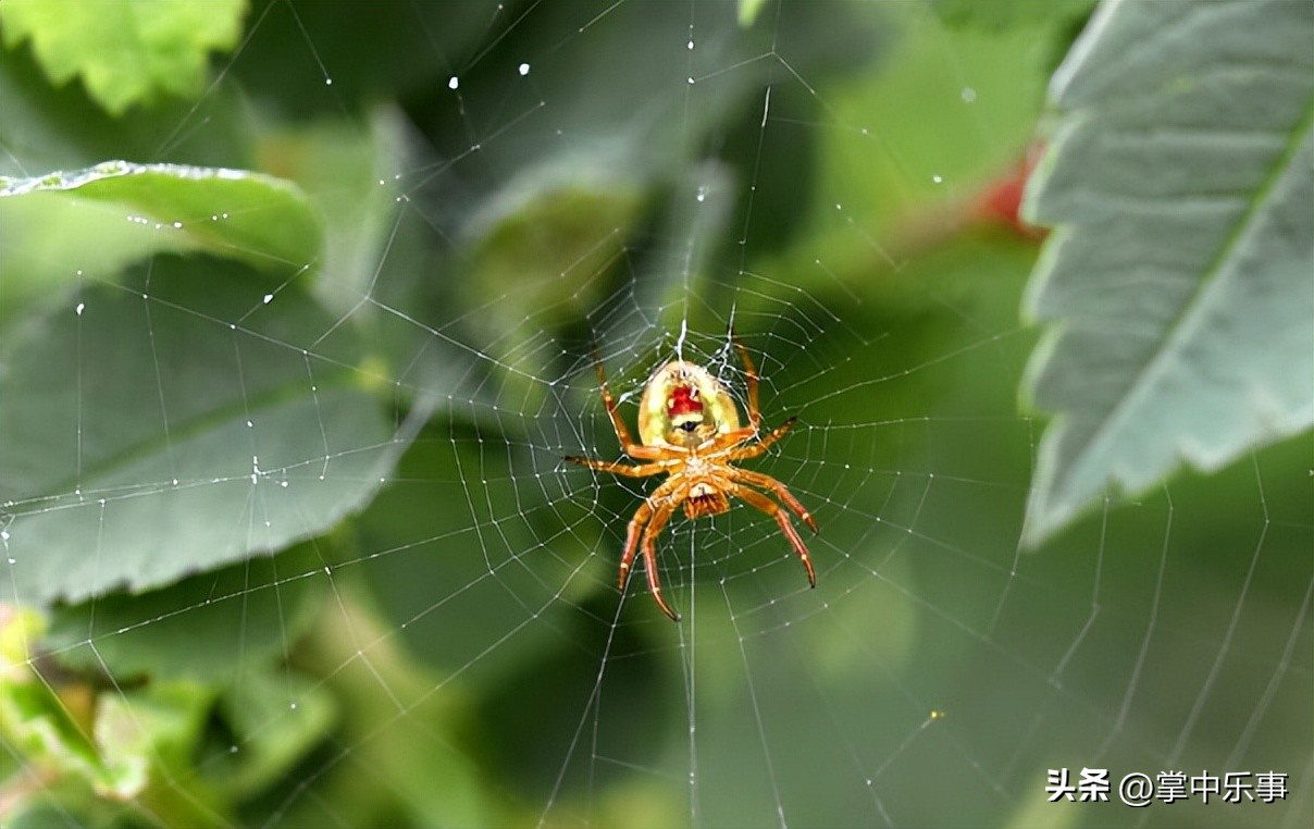 Burning spiders with fire, unexpectedly burned for 20 hours, causing ...