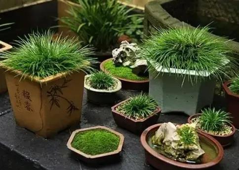 Do you hang a calamus at your door on the Dragon Boat Festival? - iNEWS