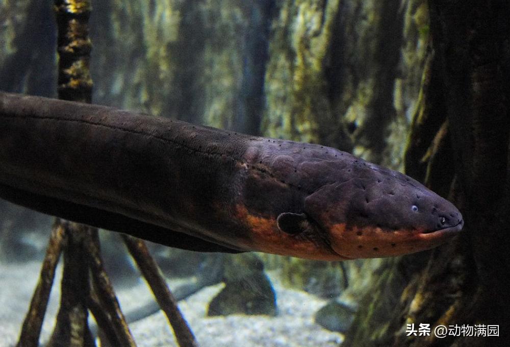 Species Encyclopedia: Electric Eel - iNEWS
