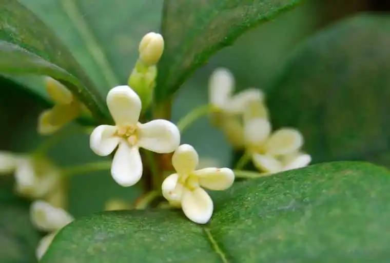 The maintenance of sweet-scented osmanthus after the beginning of ...