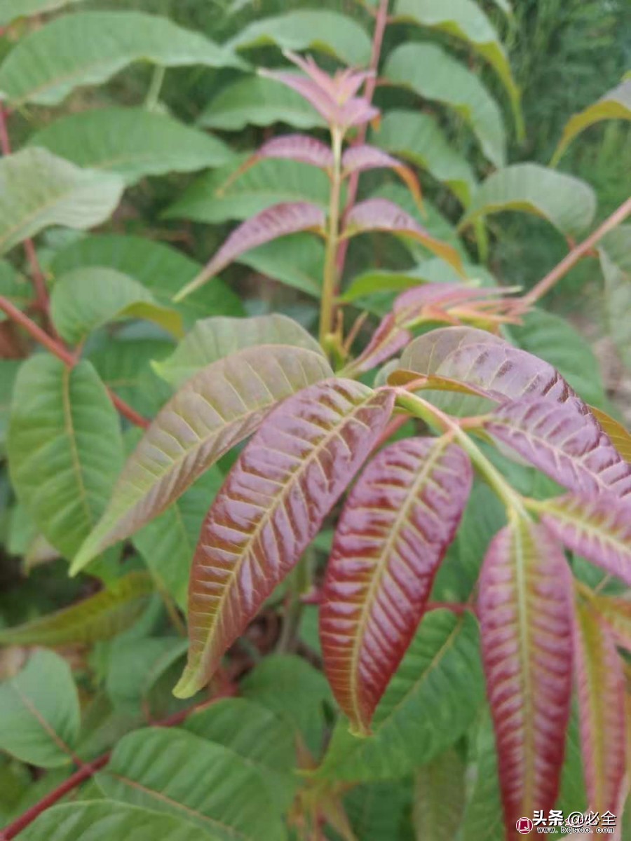 These native tree species have both ecological value and economic value ...