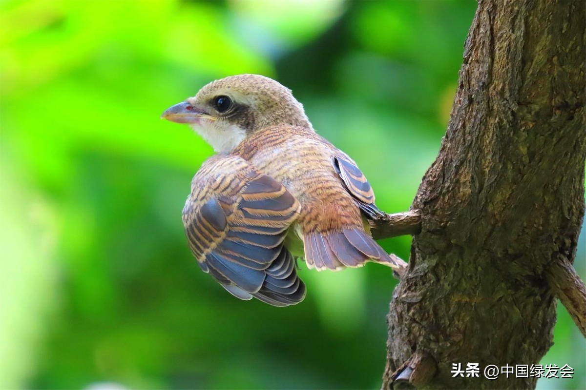 "Animal Atlas""Butcher Bird" Shrike - iNEWS