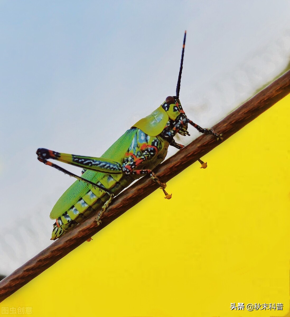 Inventory of the 10 most harmful insects to humans: mosquitoes and ...