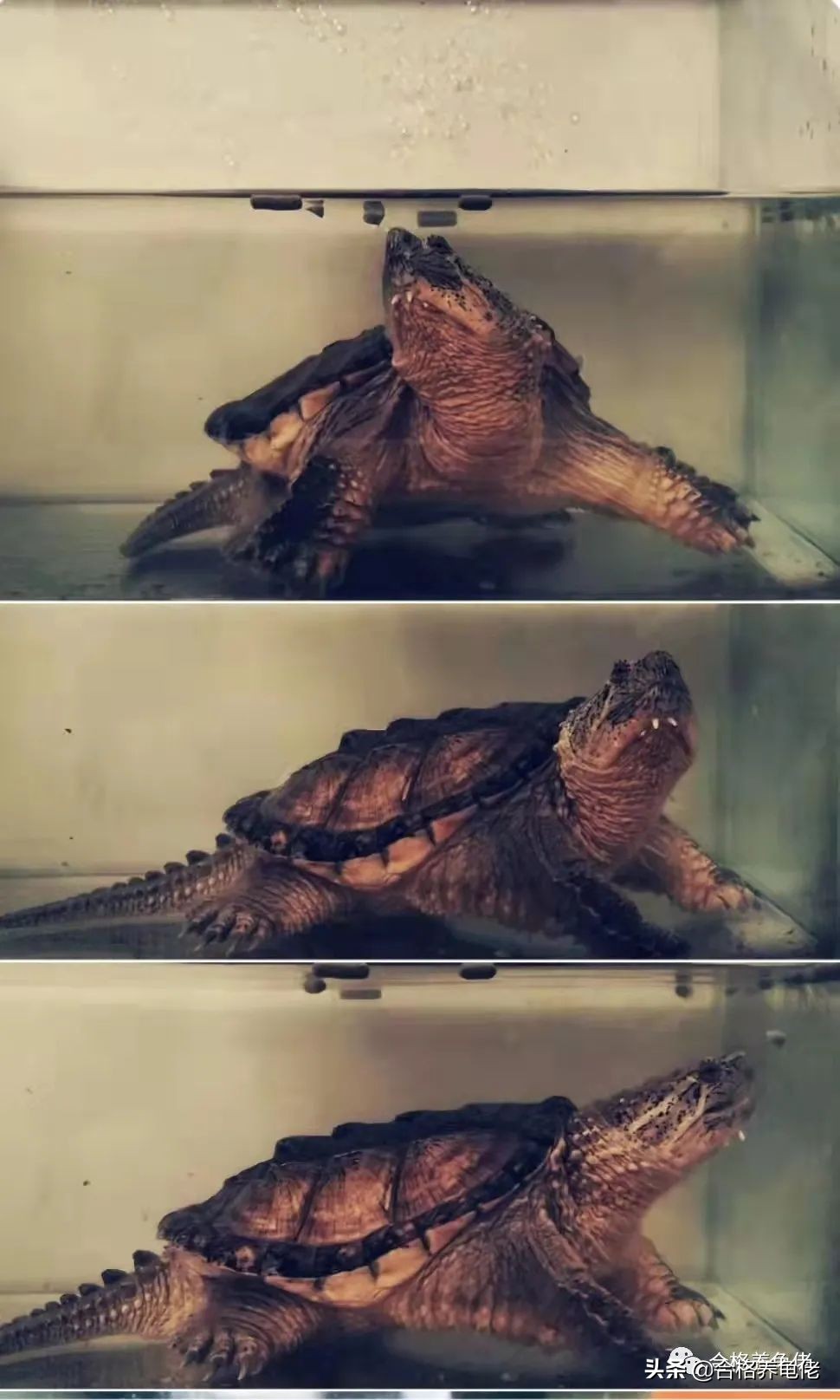 What should be paid attention to when raising turtles during the "cold ...