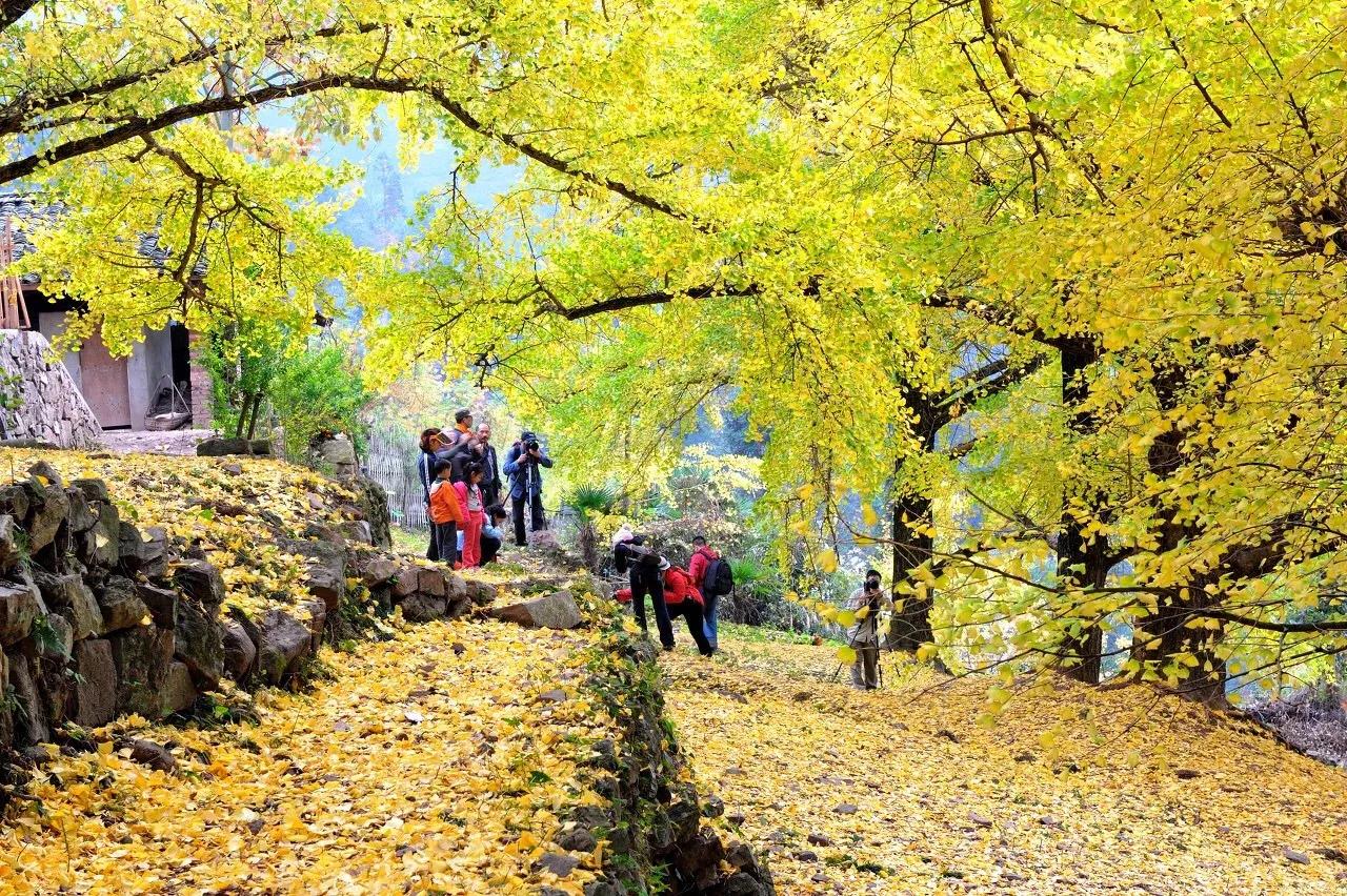 The first town of ginkgo in China, ushering in the most brilliant ...