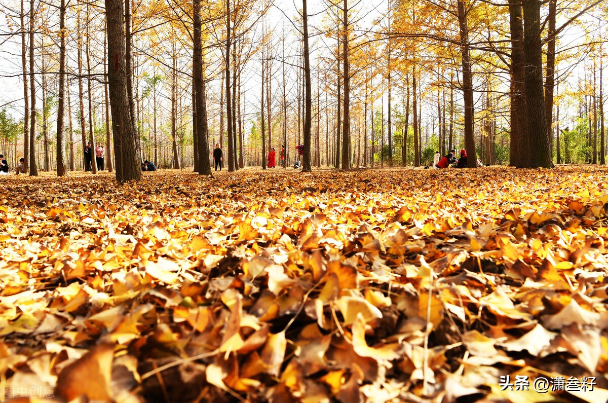 A day trip to Xuzhou, come to Pizhou port to see ginkgo, where "the ...