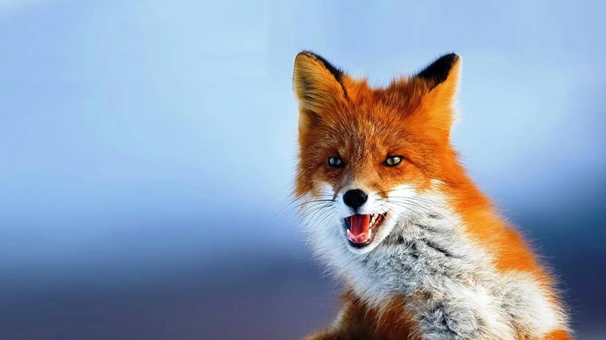 A red fox is blind and isolated by his family! How does it survive? - iNEWS