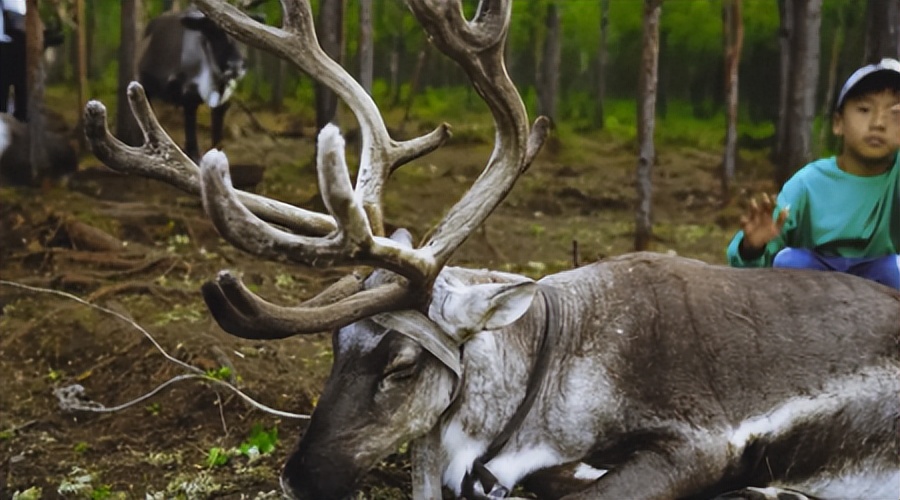 Reindeer are endemic to the Arctic. Why were they domesticated by ...