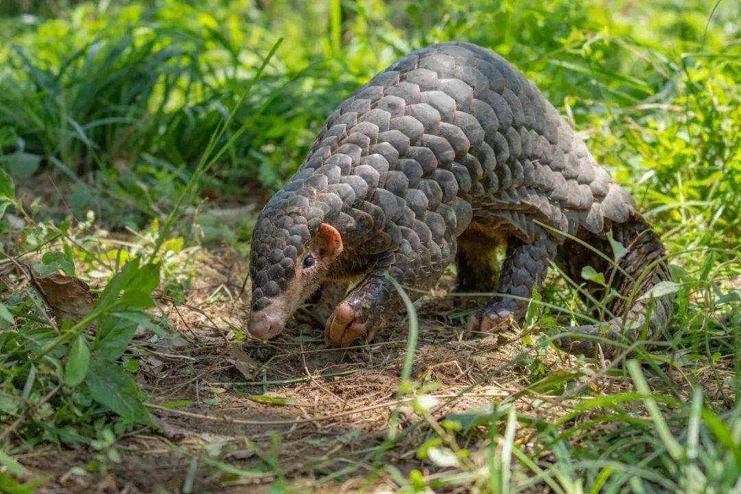 A pangolin, which has lived for 50 million years, can eat 70 million ...