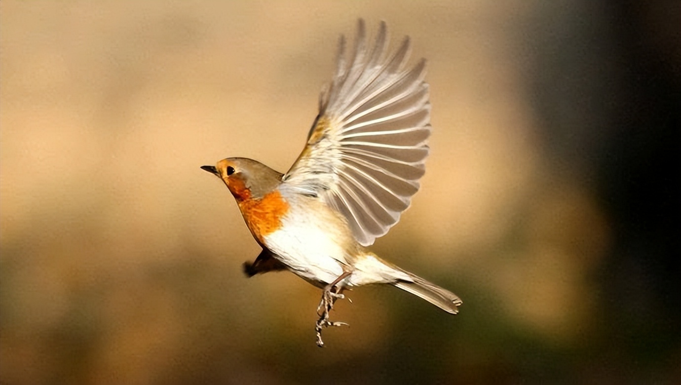 The 7 cutest birds in the world, cute and cute, macho men will fall in ...