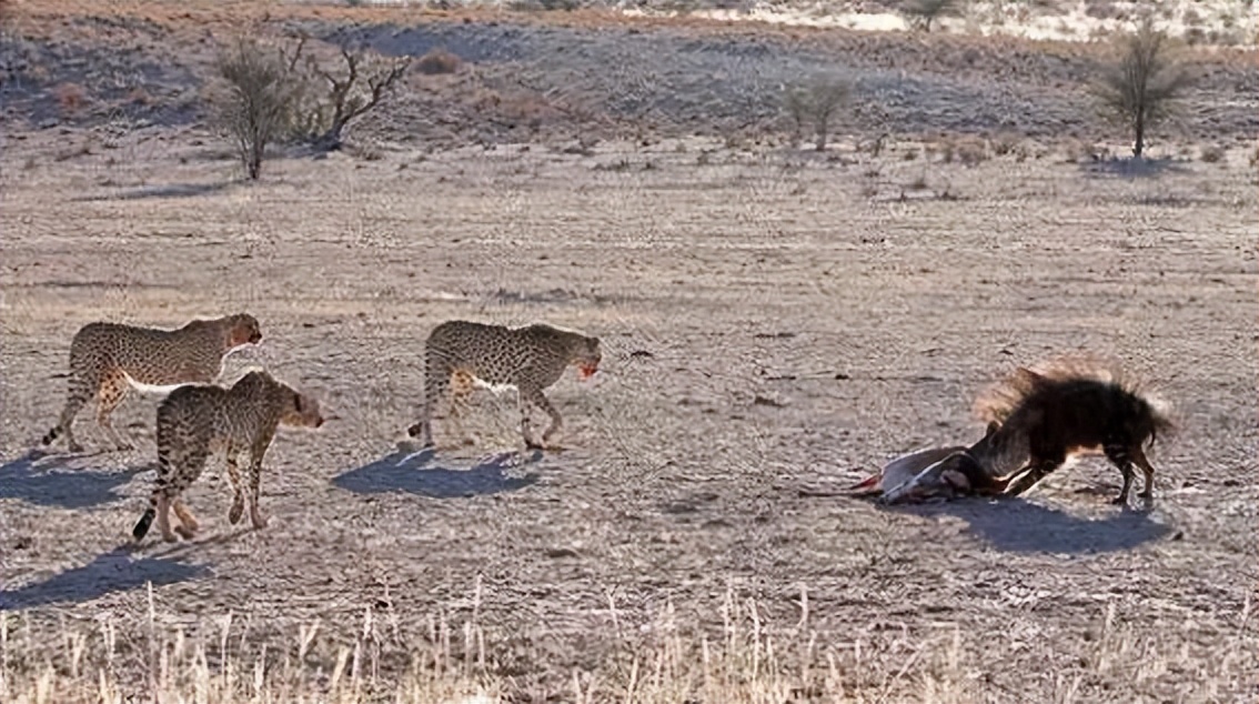 Animal Fun Fact: Why is the mighty-looking cheetah afraid of hyenas ...