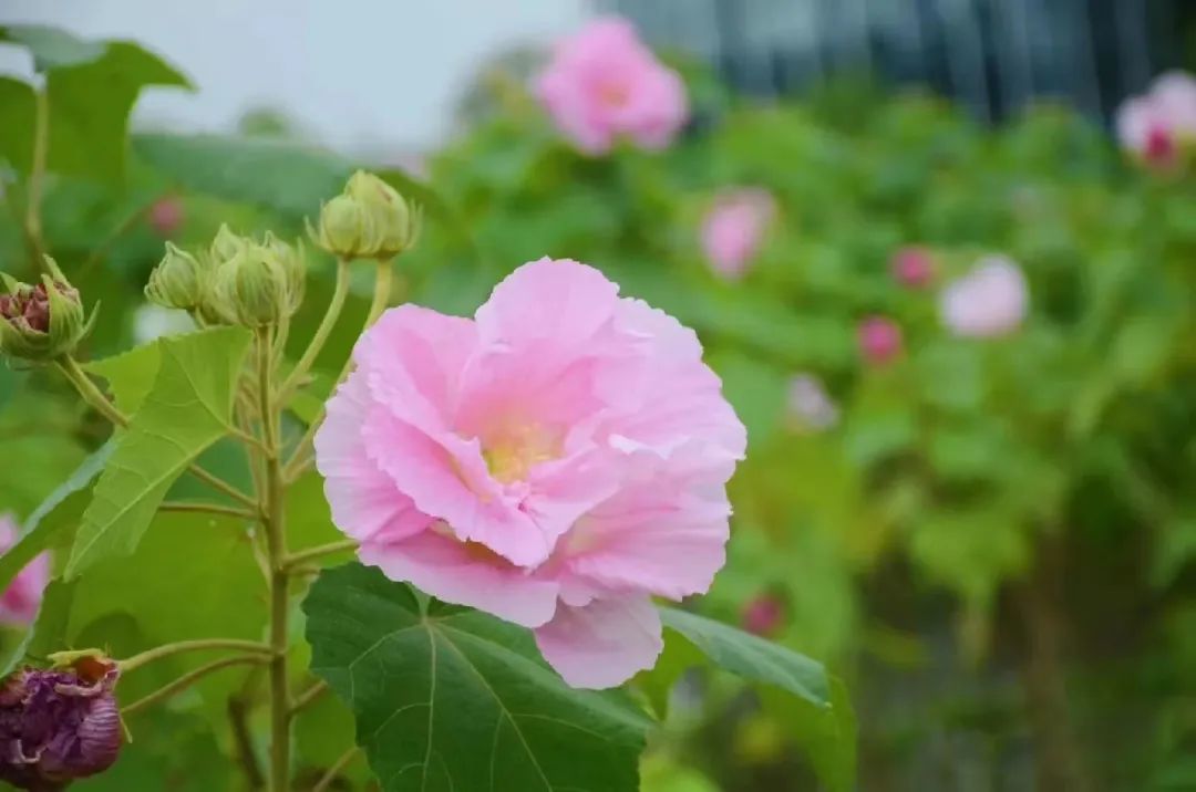 50,000 city flowers in Chengdu bloom, and hibiscus flowers in the ...