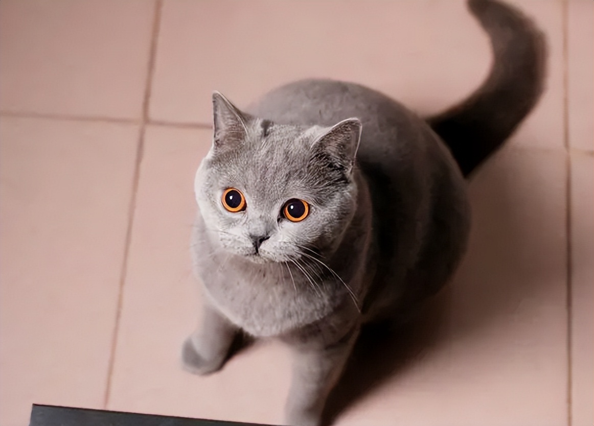 Why can't British short cats be given away after being raised for a ...