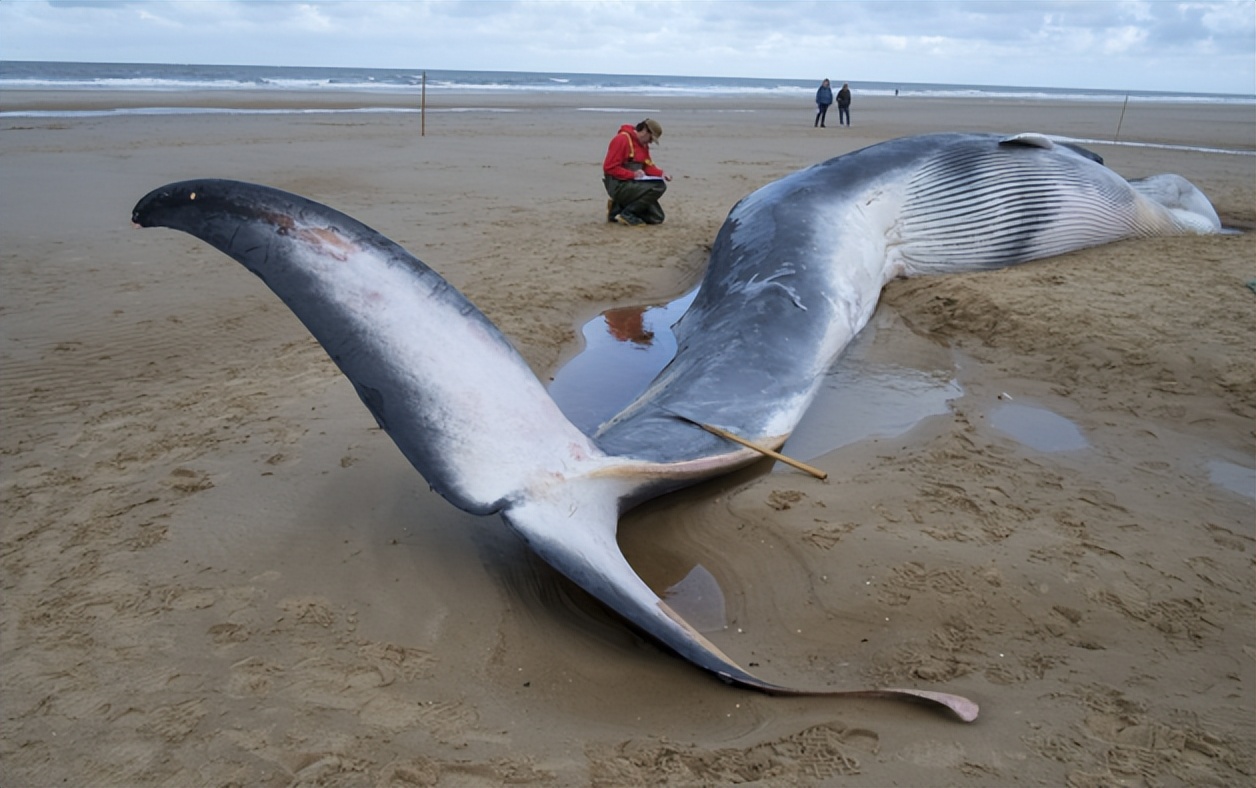 Since the 19th century, the phenomenon of animal vivisection ...