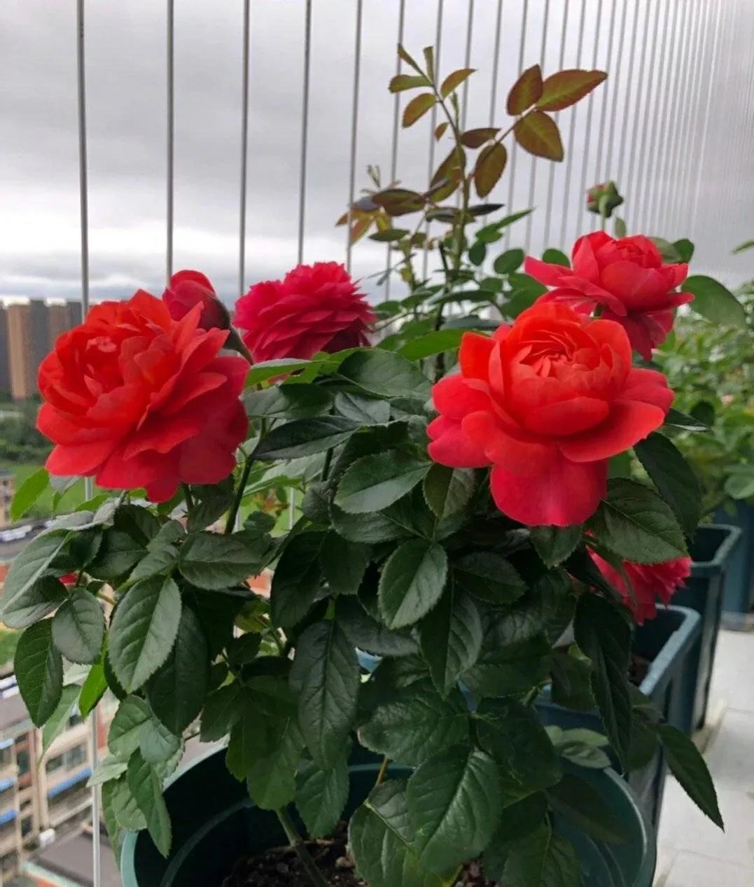 In February, it is suitable to grow three kinds of "big red flowers ...