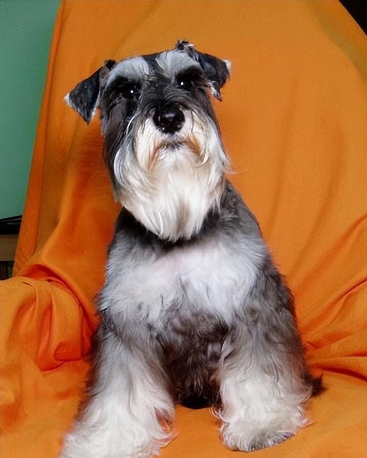 6 kinds of dogs with "docile personality", suitable for novice breeding ...