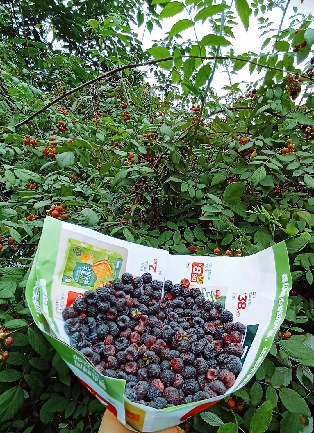 Raspberry, a natural snack popular in the circle of friends - iMedia