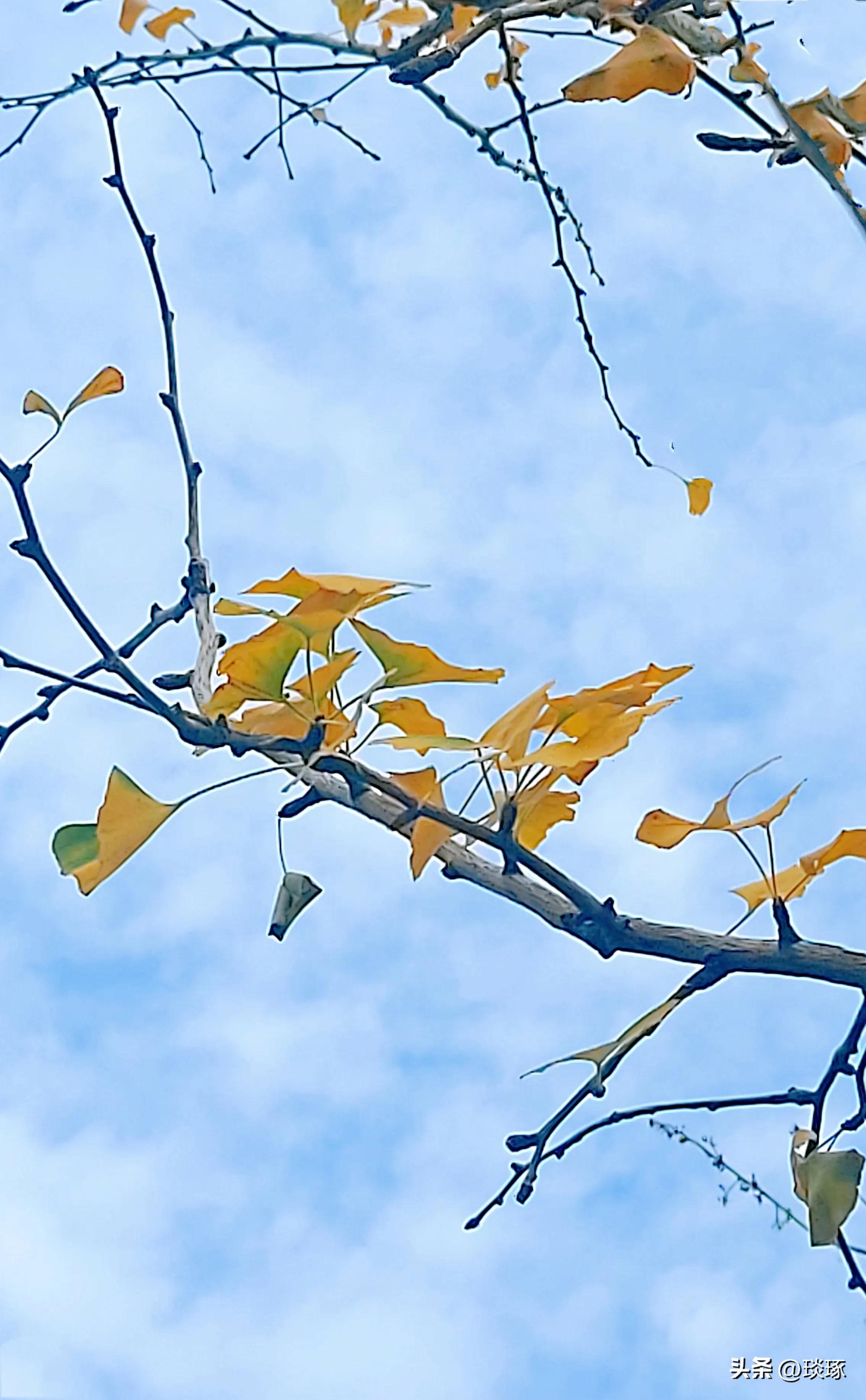 Autumn's Flying Flower Order: "Autumn Leaves Don't Say a Word and Smile ...