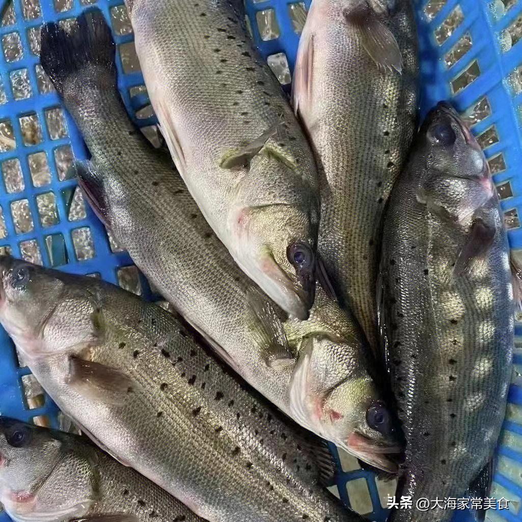 Is perch a freshwater fish or a sea fish? How to cook it best? - iMedia