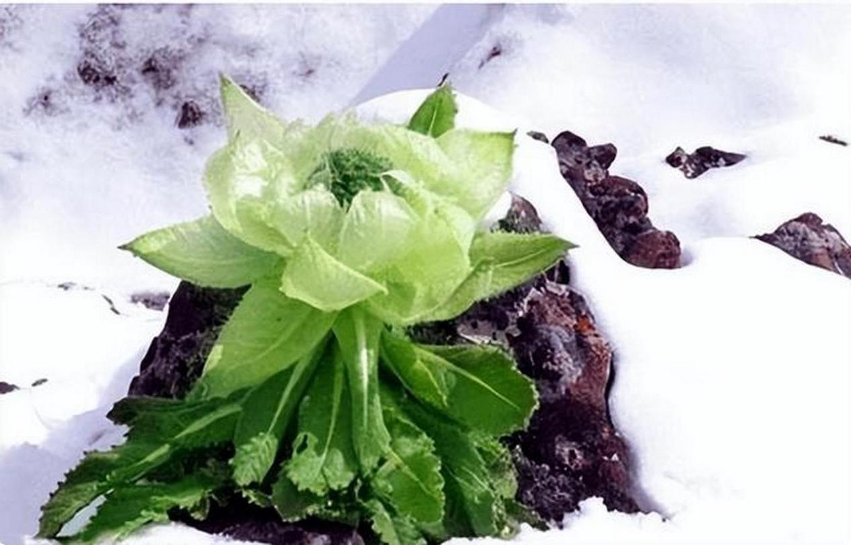 The "goddess" on the snow mountain, the status quo of development and ...