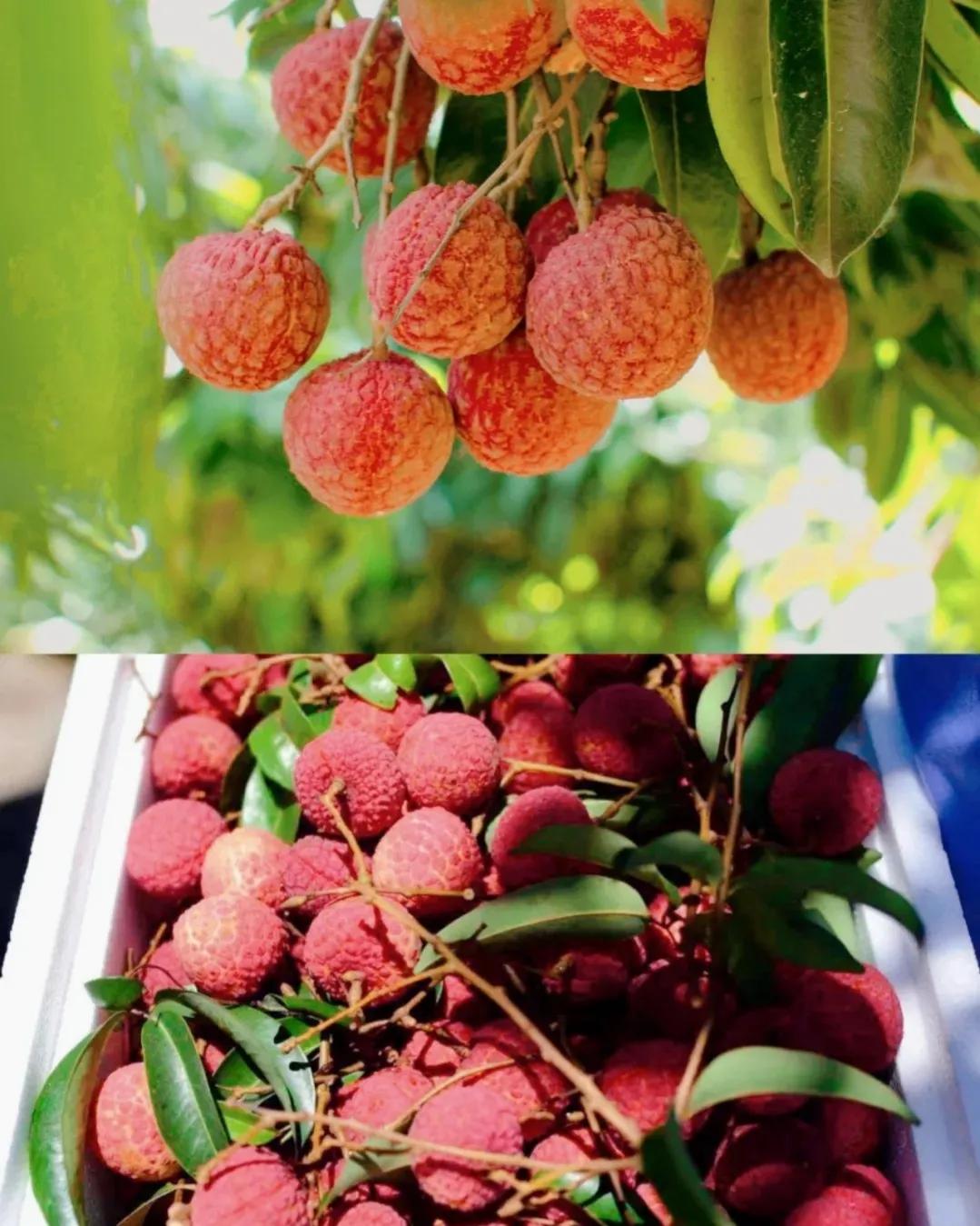 It's time to eat lychees again - iNEWS