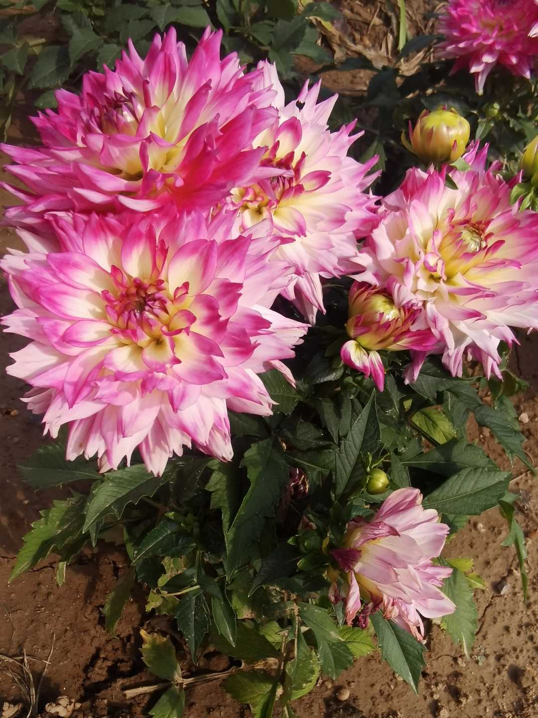 blooming lily - iNEWS