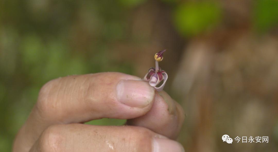 Yongan discovers endemic plants in China - iNEWS