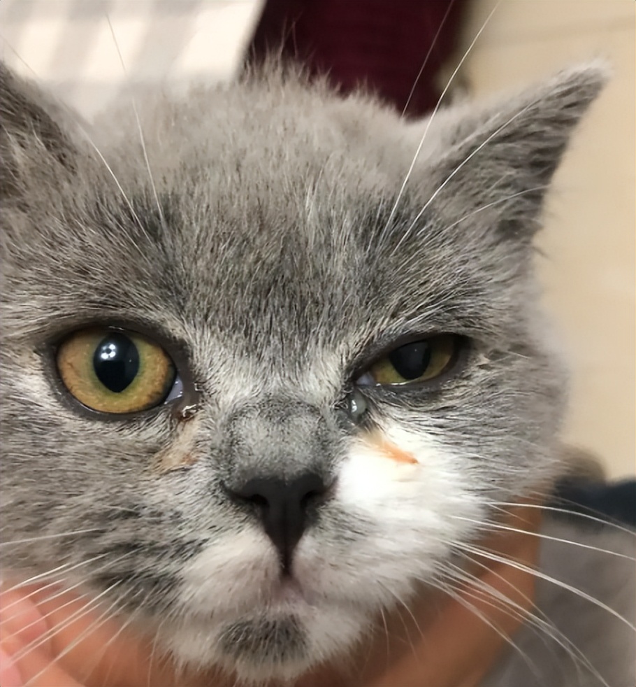 Several abnormal behaviors of cats are actually sending you a "distress ...