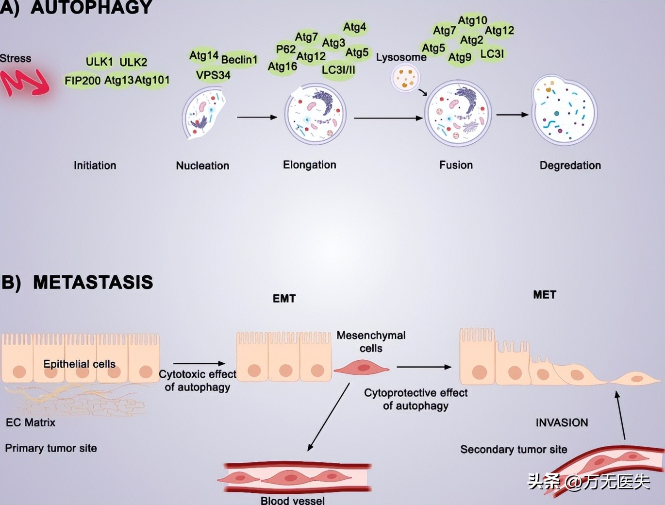 Flavonoids target distinct molecules of autophagy and metastasis ...
