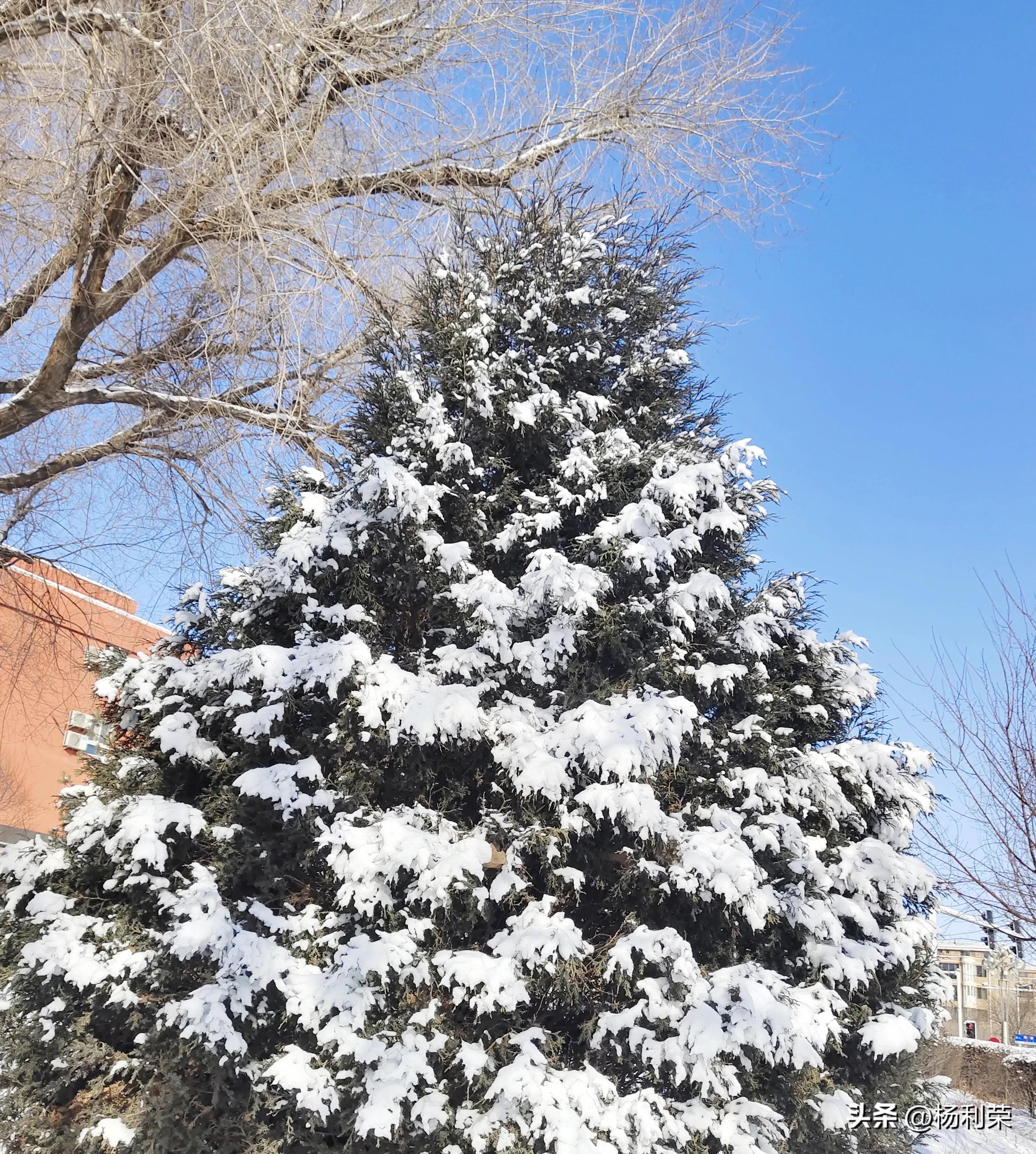 Three Poems of Seven Wonders·Saibei Chunxue - iNEWS