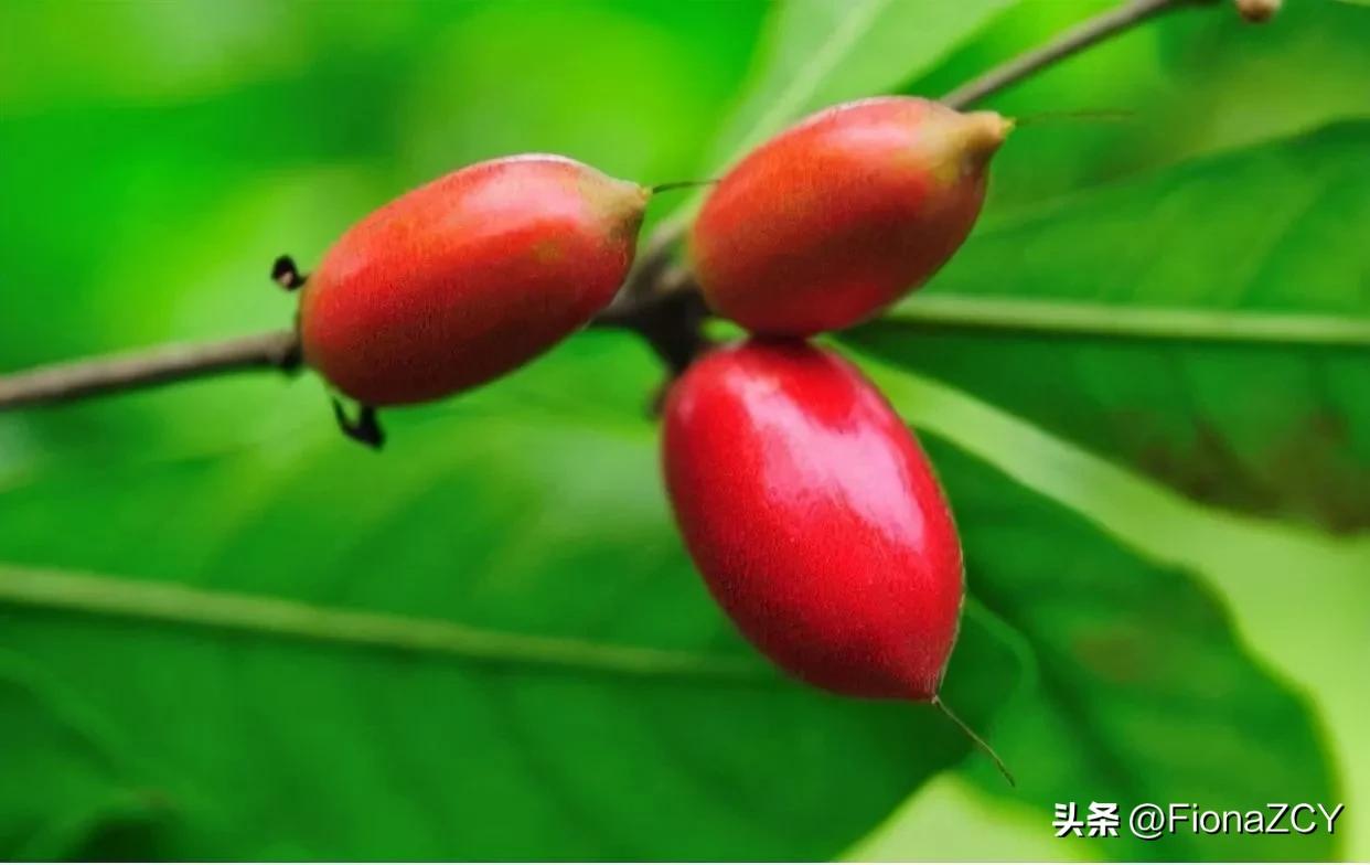 African mystery fruit, you must have never eaten it - iNEWS
