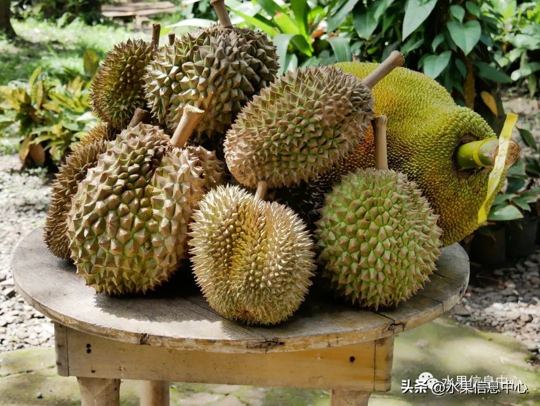 Philippine durian will soon be exported to China, Philippine Durian ...