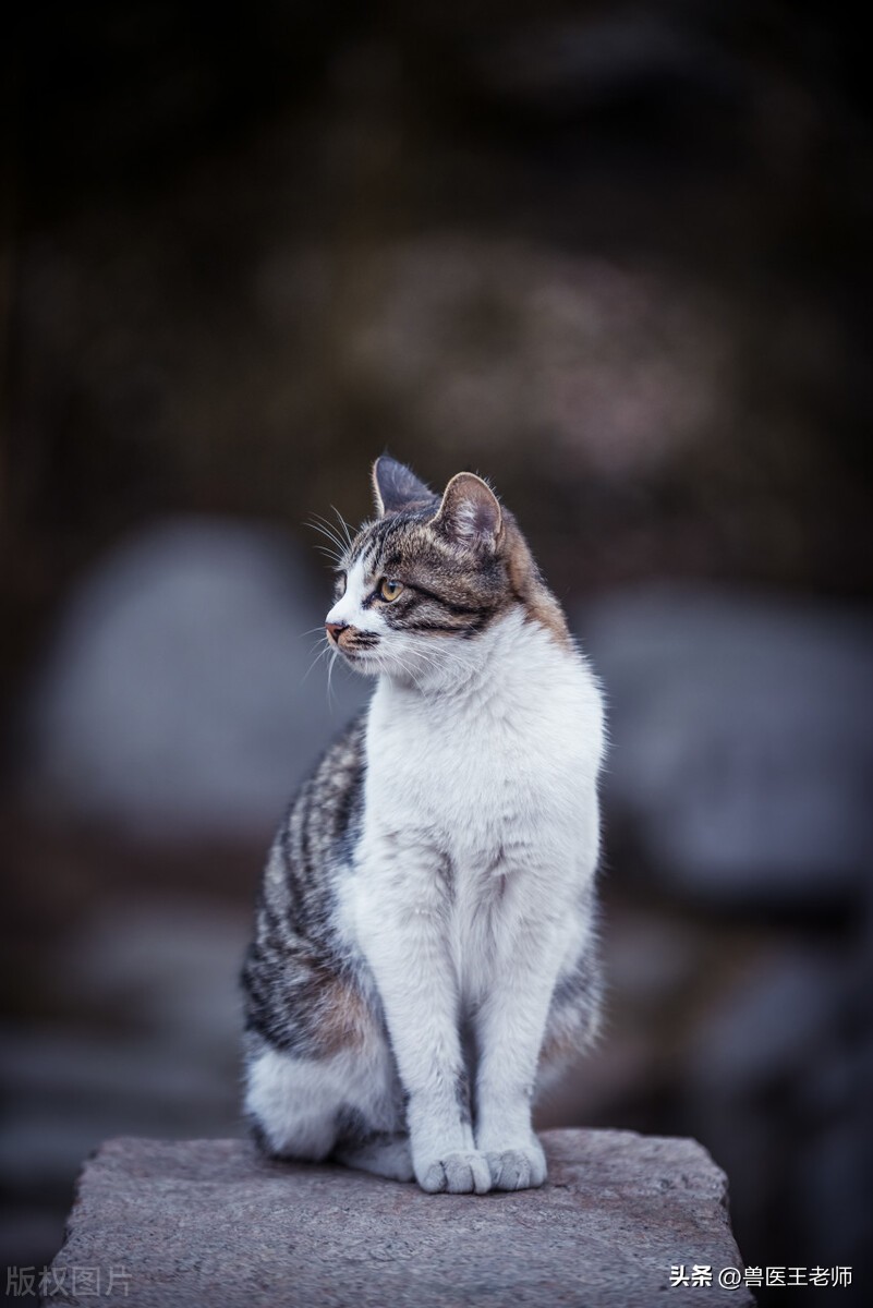 Teacher Xiao Wang's introduction to cat breeds: raccoon cat - iNEWS