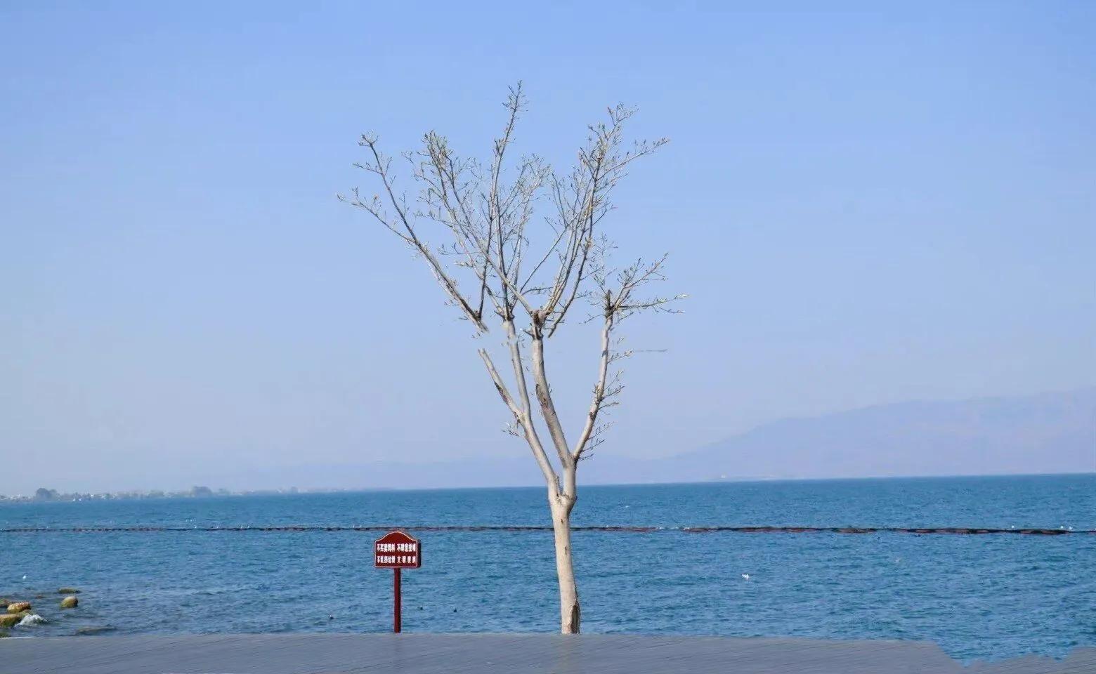 Come and visit Erhai Lake with your loved ones - iNEWS