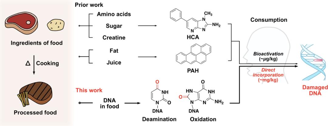 What Foods You Eat Are Secretly Changing Your Genes? - iMedia