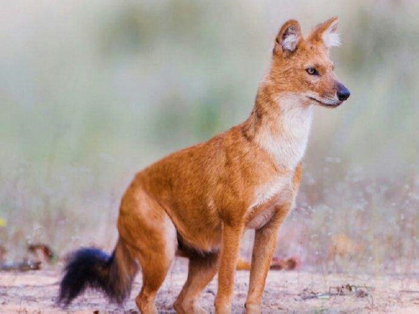 China's history of cutting "jackals": what happened to the jackals?How ...