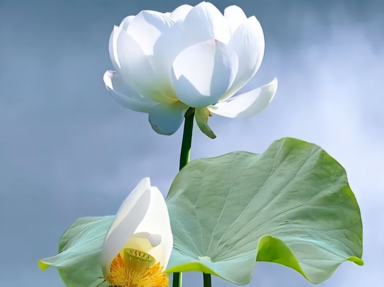 The constellation who can fight against the strong, does not like to ...