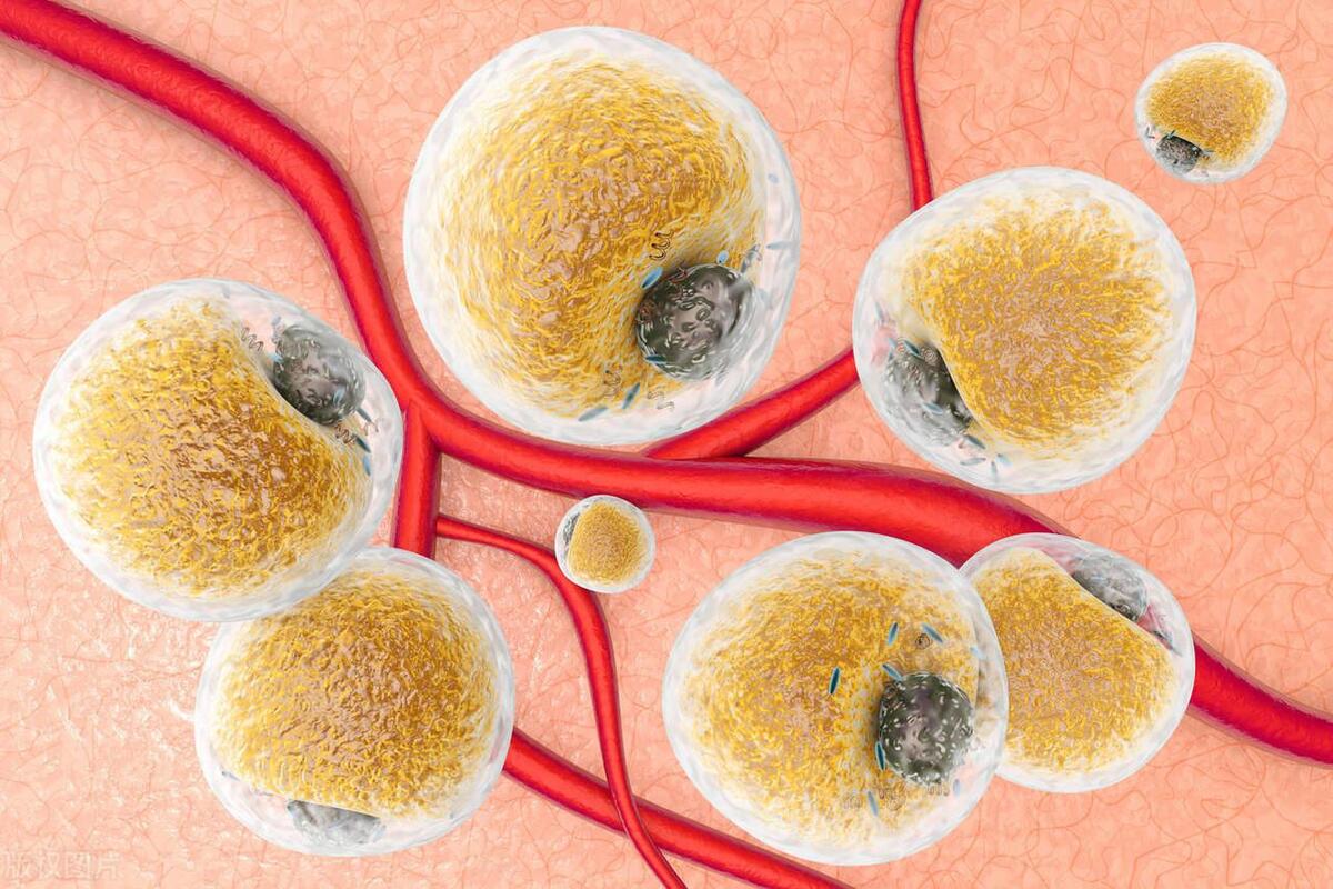 How is fat broken down? 3 effective ways to lose more fat - iNEWS