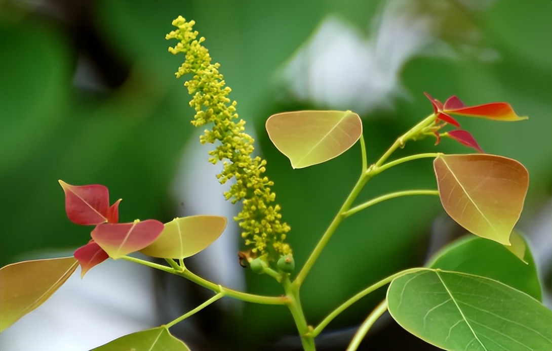 Which trees are poisonous in rural areas?6 kinds of famous "poisonous ...