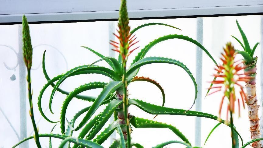 Hundred Flowers Tufu Aloe Vera Dragon Claw Flower - iNEWS