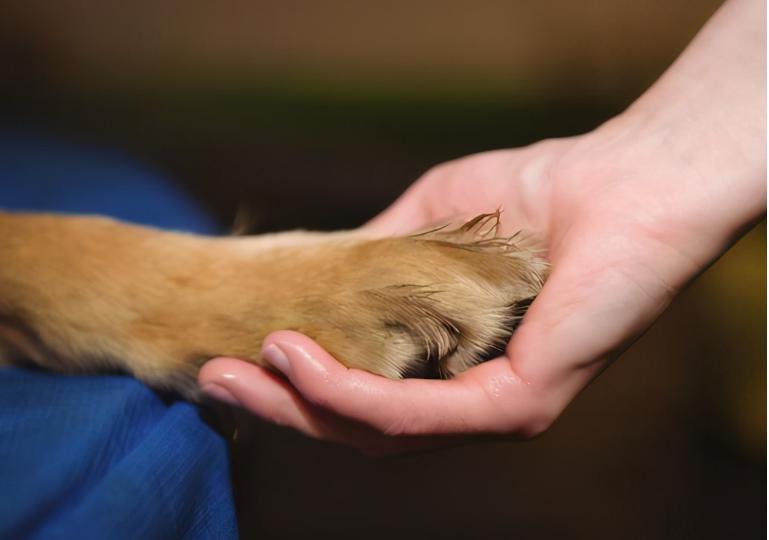The dog puts "paws" on you, but it actually has something to say to you ...