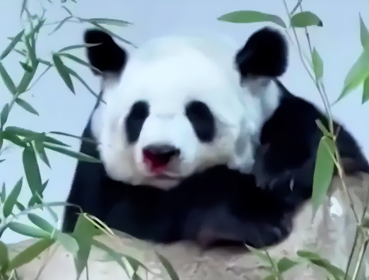 Panda crisis in 2023: Three pandas died in four months, and two are in ...