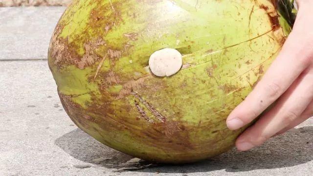 Why can chewing gum open coconuts?Uncover the incredible "non-Newtonian ...