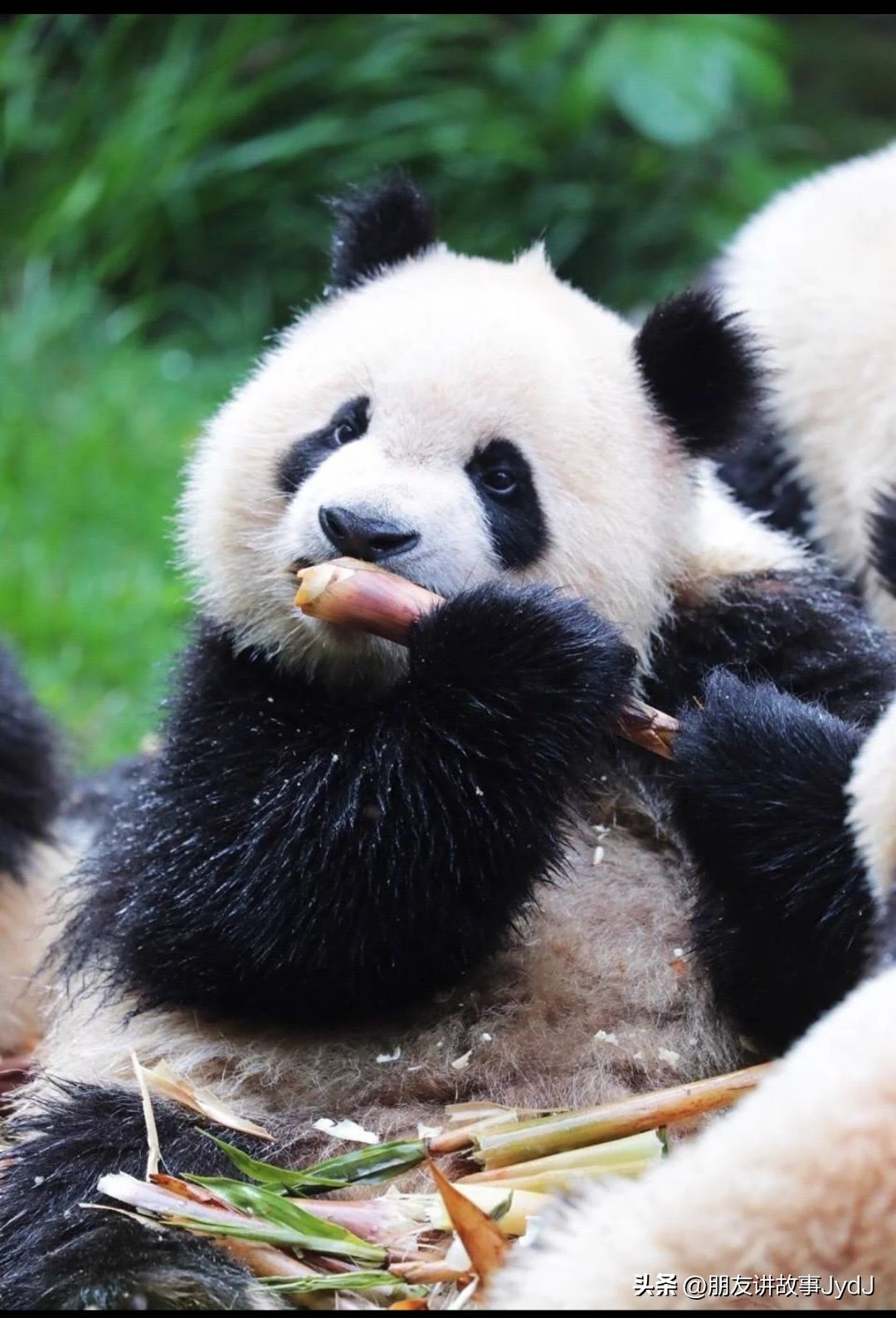 The cute giant panda——Qi Yi, the teletubbies in the panda world, the ...