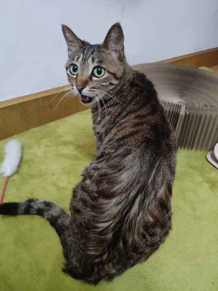 Why are "civet cats" becoming less and less popular?It's all because of ...