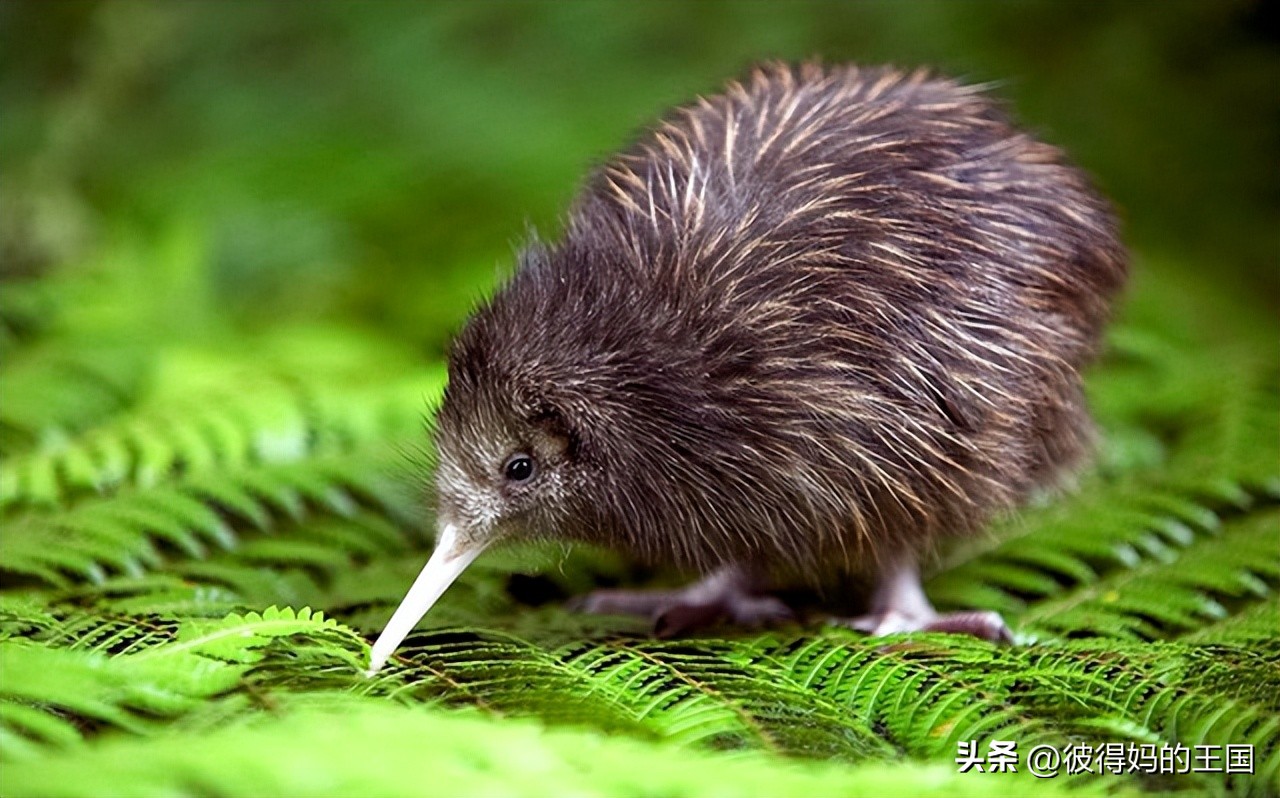 Have you ever seen a bird without wings? - iNEWS