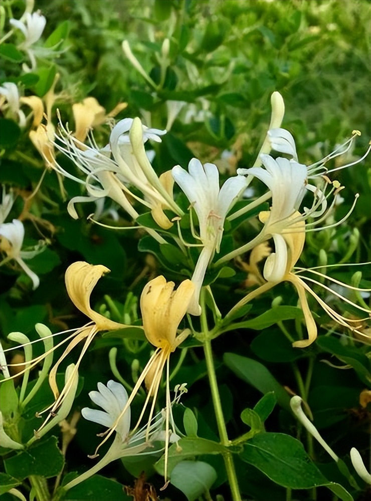 Excavation and Bioinformatics Analysis of Flower Shape Genes of ...