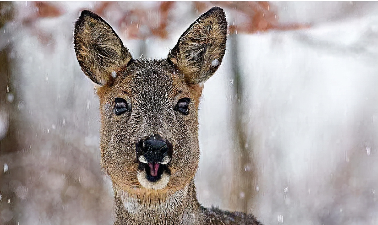 As the first "divine beast" in the Northeast, how stupid is the silly ...