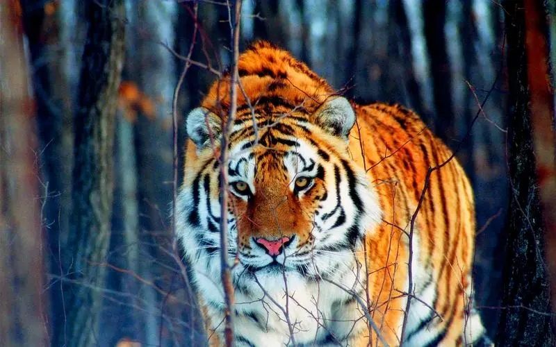 Humans are so weak in combat, why are most wild animals afraid of us ...
